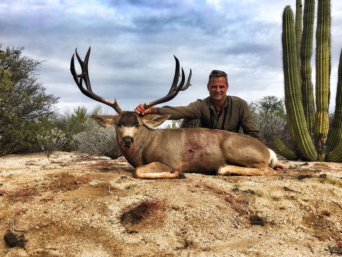Sonora Mule Deer - Desert Sheep Outfitters