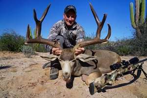 Sonora Mule Deer - Desert Sheep Outfitters